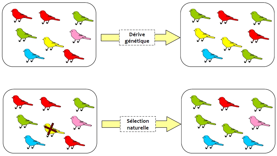 [2nde] Thème 1 - La Terre, la vie et l'organisation du vivant - Sujet ...
