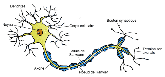 [] Thème 5 - Corps humain et santé - Sujet : Un nerf est constitué pour ...