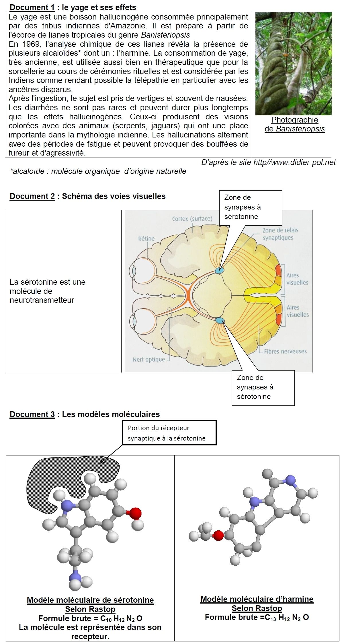 La sérotonine est un neurotransmetteur dans le... - [Culture Générale ...