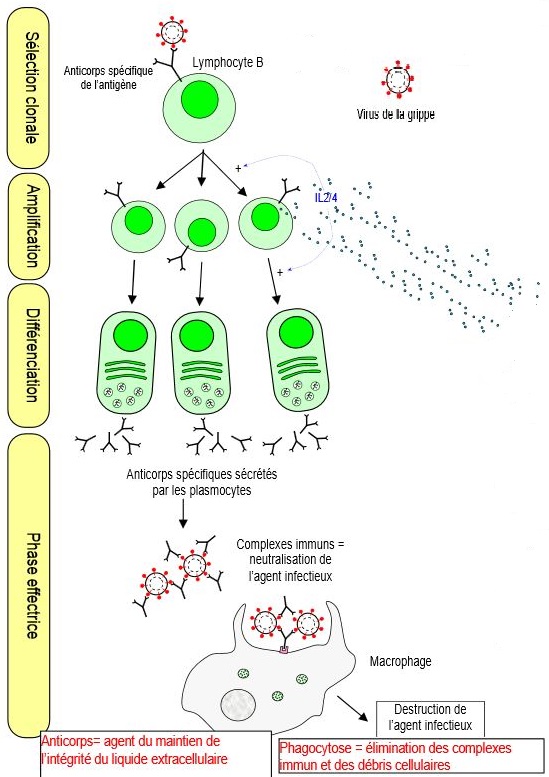 Lors d’une entrée d’un pathogène, certaines de ses... - [] - QCM n° 397