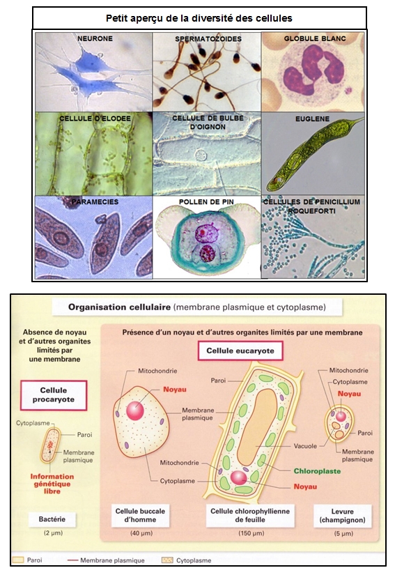 Cytoplasme Fonction Des Cellules Animales Régulation De La Taille Et