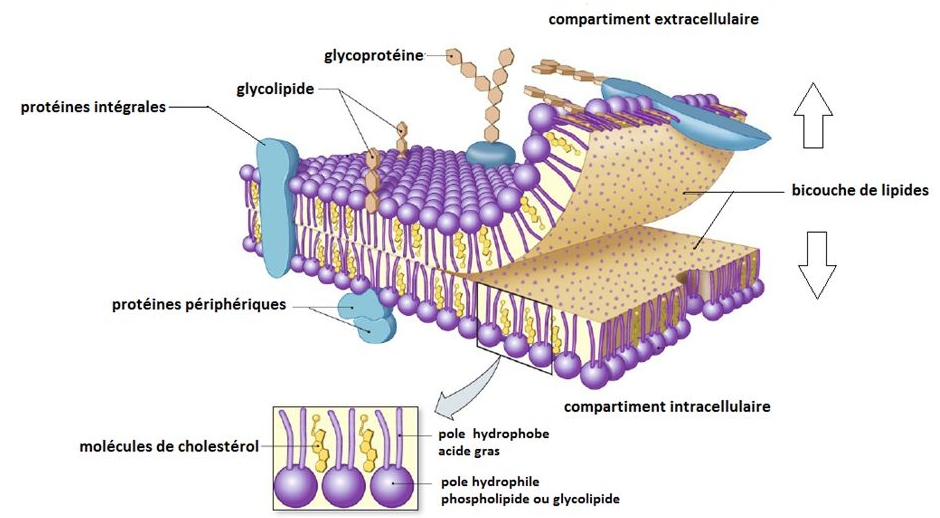 [1ère Ens.Sc.] Thème 1 - Une longue histoire de la matière à l'échelle de l'univers - Sujet : La ...