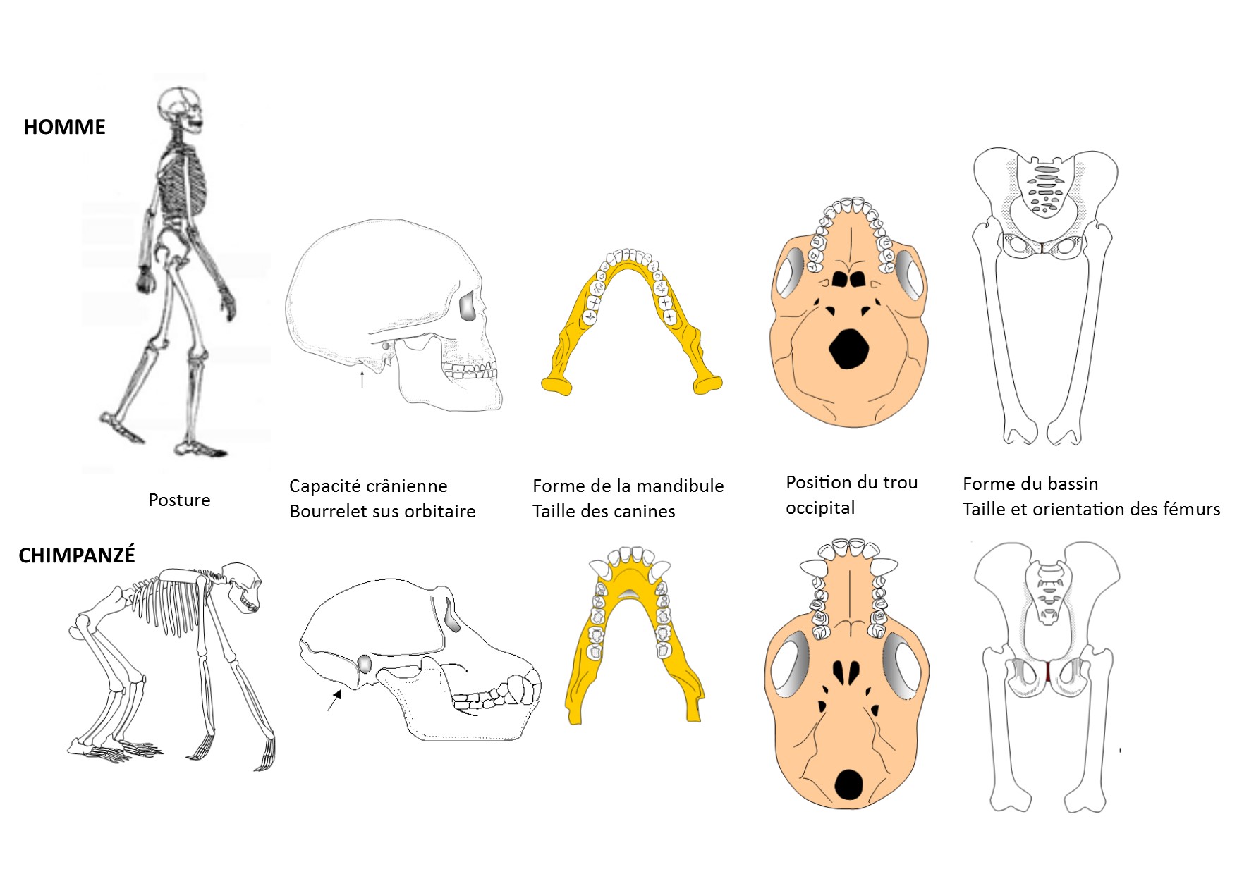 [] Thème 3 - Une histoire du vivant - Sujet : L'homme est le seul ...