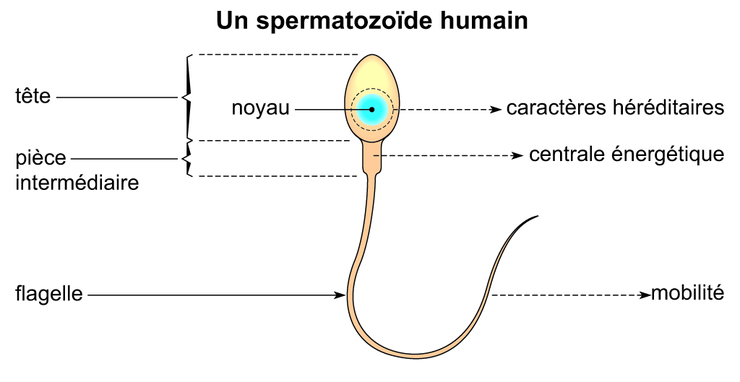 [2nde] Thème 3 - Corps humain et santé - Sujet : La spermatogenèse se ...