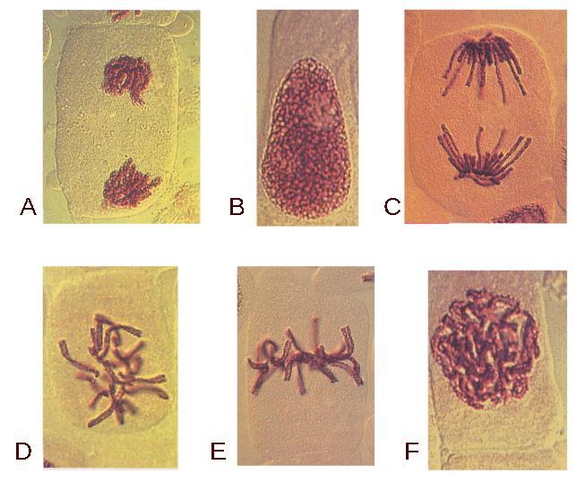 Phases De Mitose Au Microscope Entenda A Mitose: Divisão Celular Em