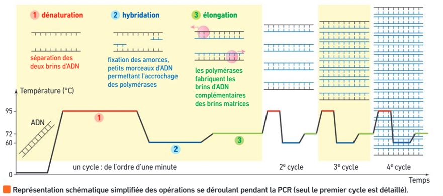 [1ère Spé SVT] Thème 1 - Transmission, variation et expression du patrimoine génétique - Sujet ...