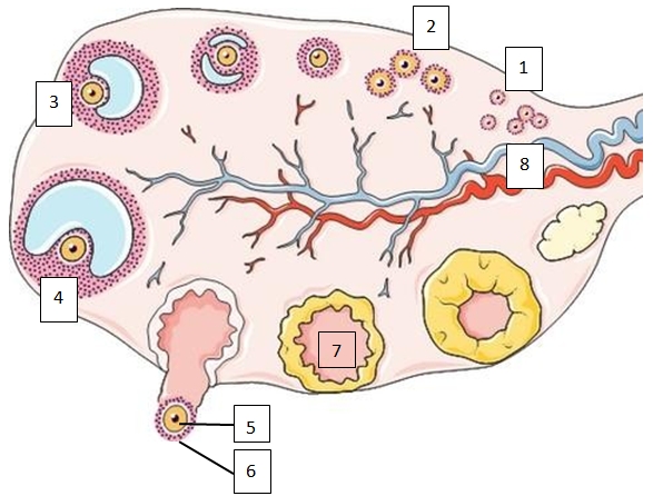 L'ovogenèse, ou formation des ovocytes (qui aboutira... - [Seconde ...