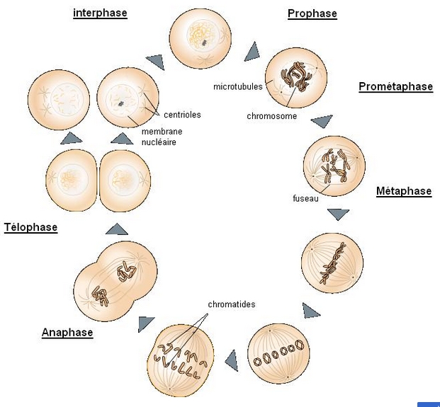 Phases De Mitose Dans L'ordre