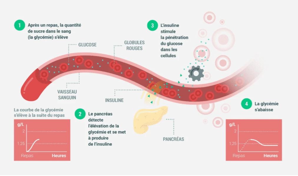 [] Thème 5 - Corps humain et santé - Sujet : La glycémie d'une personne ...