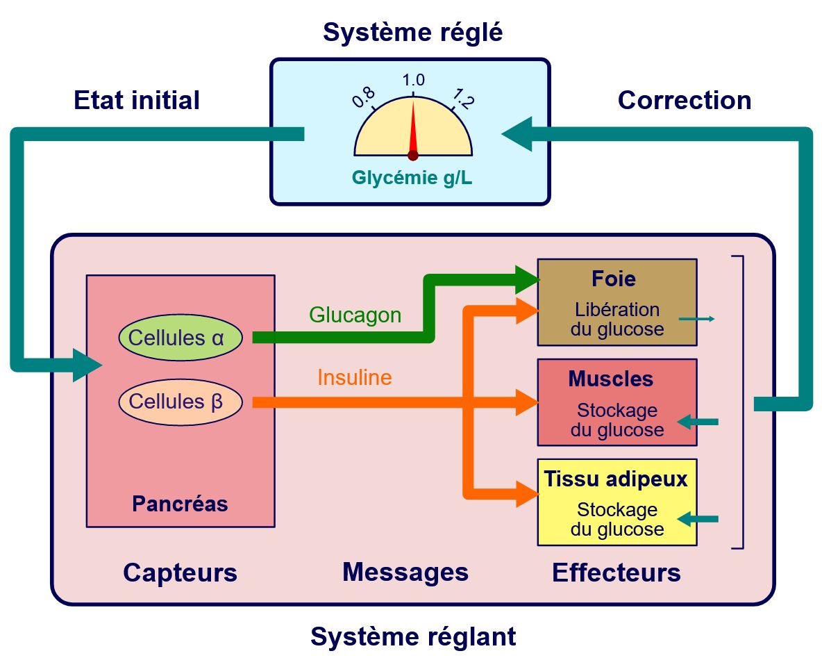 [] Thème 5 - Corps humain et santé - Sujet : La glycémie (taux de ...