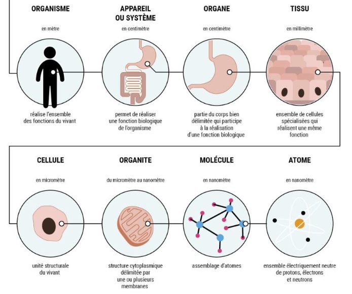 [2nde] Thème 1 - La Terre, la vie et l'organisation du vivant - Sujet : L'organisation des êtres ...