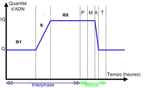 [1ère Spé SVT] Thème 1 - Transmission, variation et expression du patrimoine génétique - Sujet ...