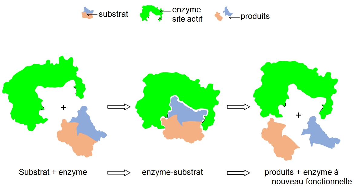 Structure Et Fonction Des Enzymes