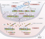 QCM SVT - 1ère Spécialité SVT