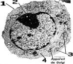 QCM SVT 2nde – Thèmes : cellule, ADN, biodiversité, écosystèmes, sols ...
