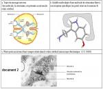 Qcm Svt Terminale – Exercices + QCM corrigés Bac SVT Terminale S – WNMEJP