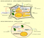 QCM SVT 2nde – Thèmes : cellule, ADN, biodiversité, écosystèmes, sols ...