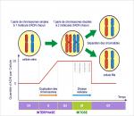 QCM SVT - 1ère Spécialité SVT